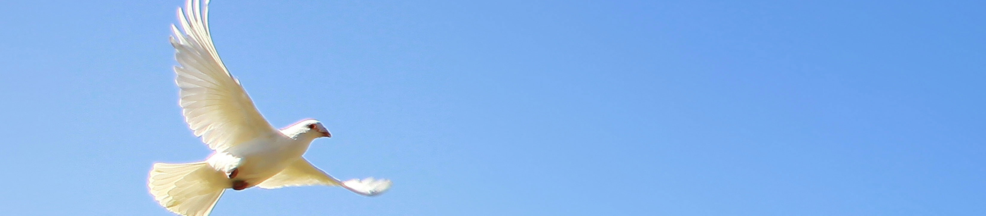 Cancer Services Network | How we can help